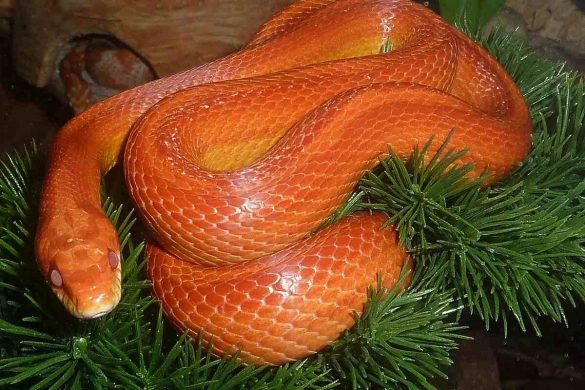 Top 10 Venomous Snakes in India, Most Poisonous Snakes in India